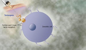 Tarmogen Platform | GlobeImmune